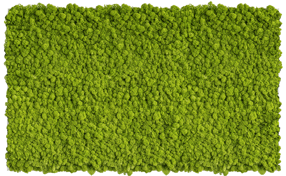 Moosbilder | Mooszeit | raumzeit.cc